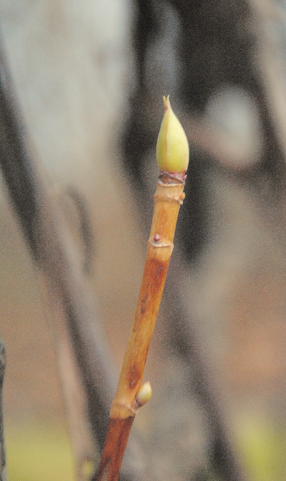 Camera on King & Aurora : Christmas in 12 days ~ plants are budding