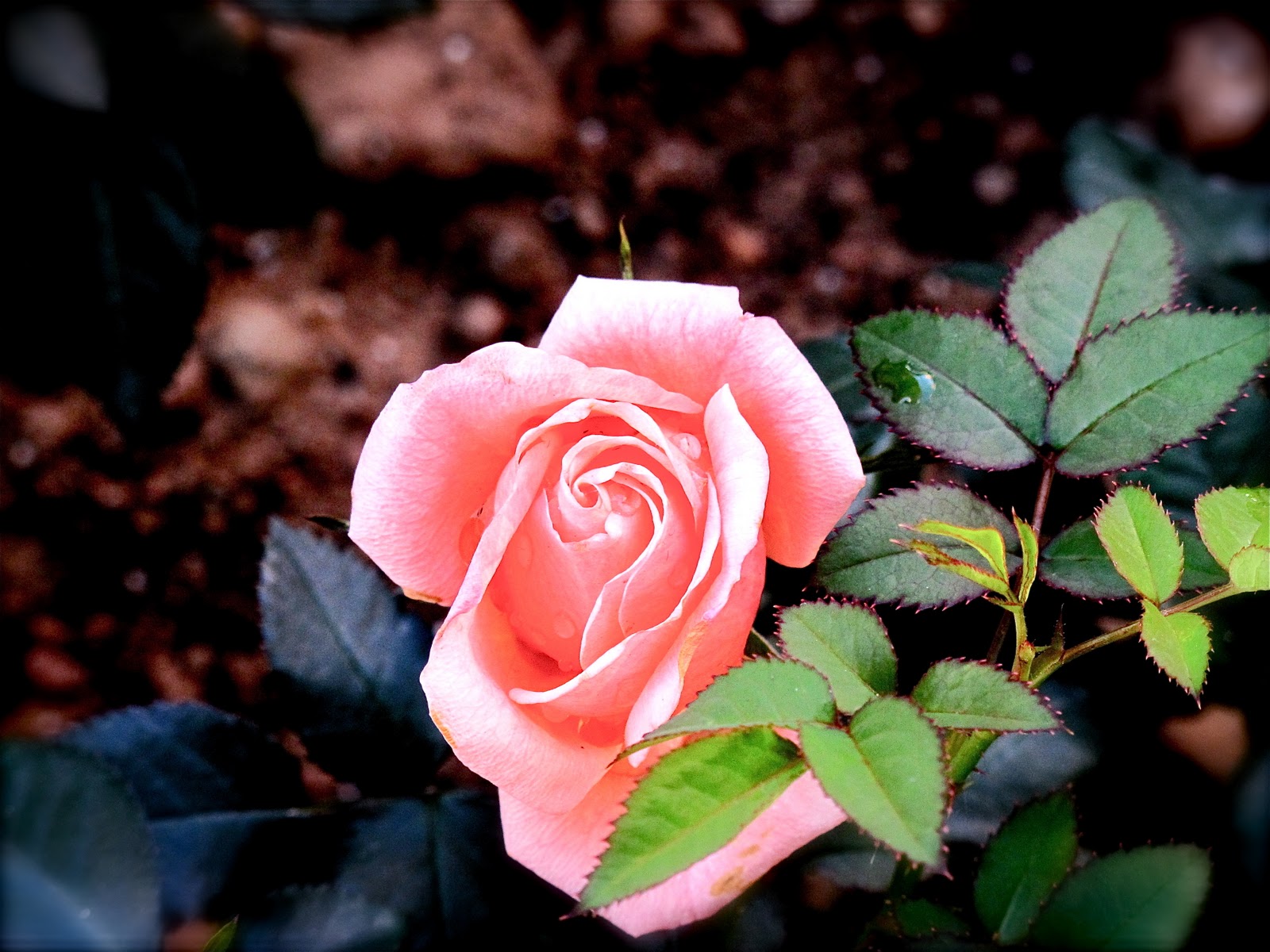 FOTOGENIA MUNDANA, PERCEPCIONES Y PLACERES DEL DÍA A DÍA: florauna