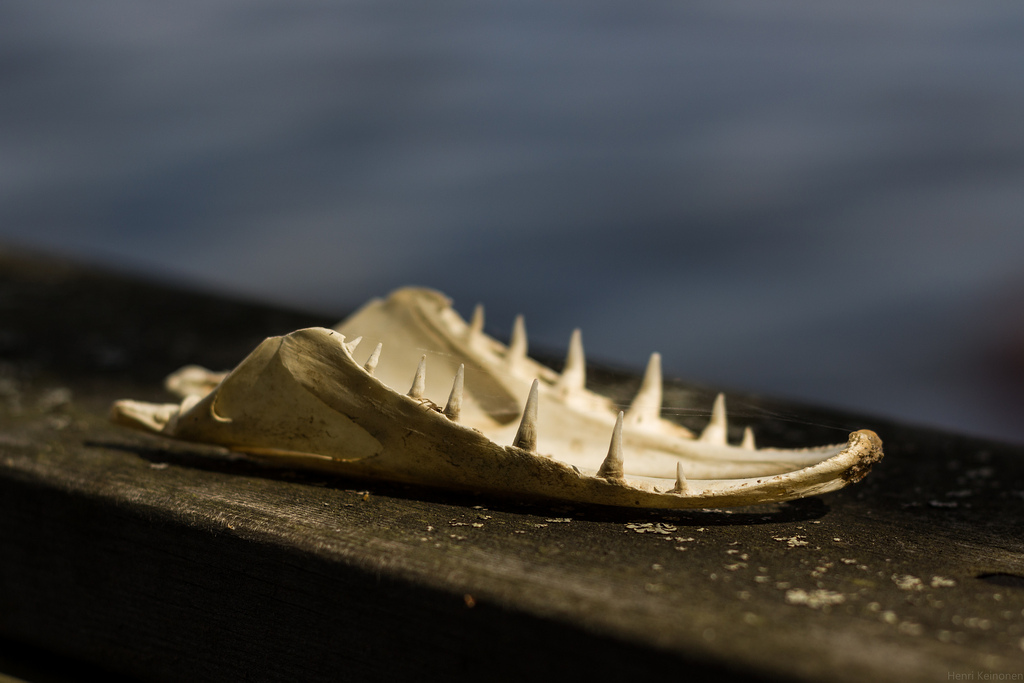 TOLKNIĘTY: Tolkyn's seal from the 15th century found!