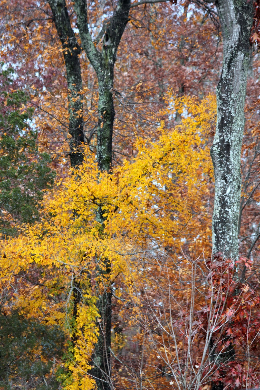 Occasionally Chic: Fall In Richmond, Virginia