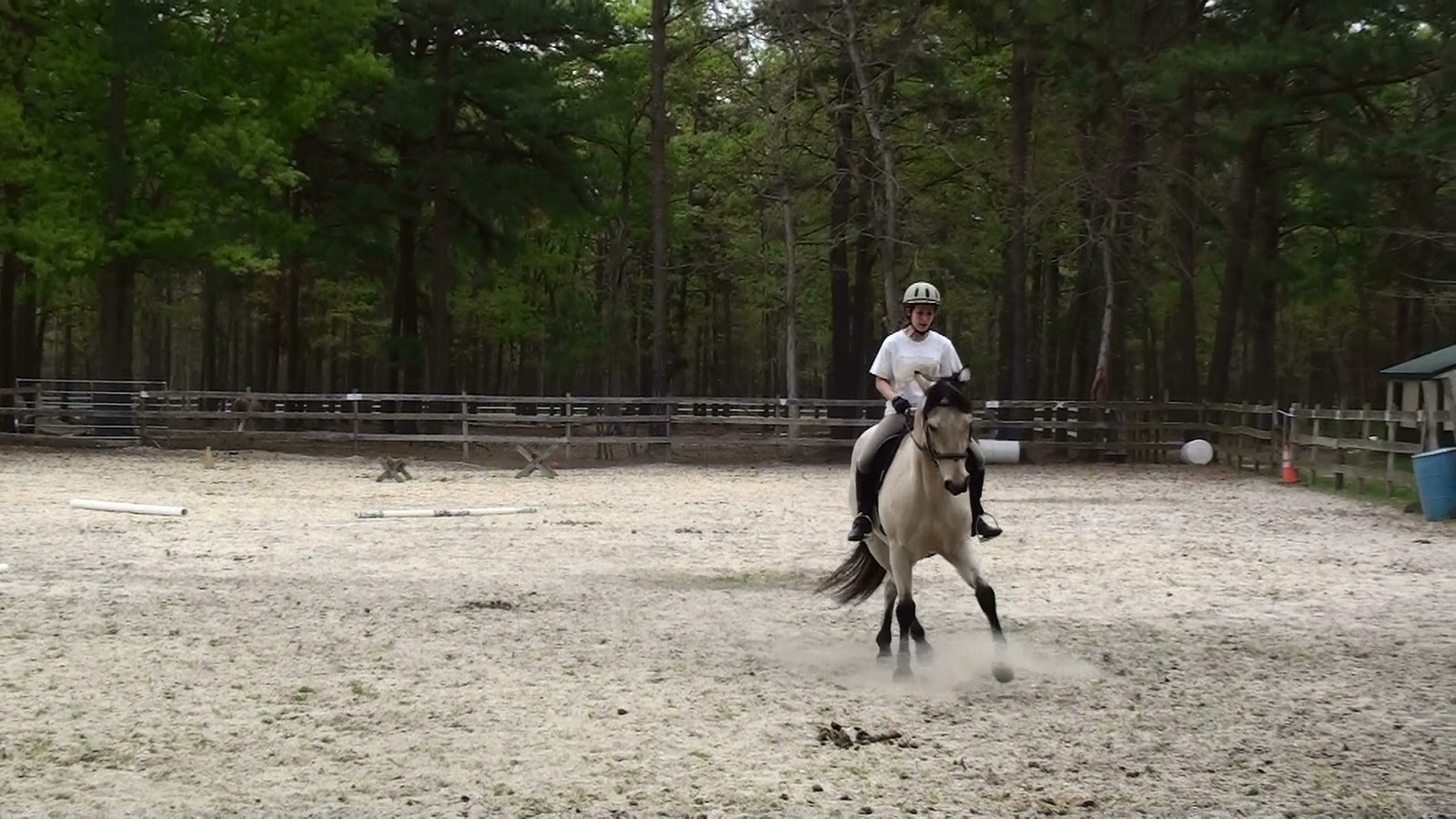 Memoirs of a Horse Girl: Riding Reflection: Hot Rod Harley