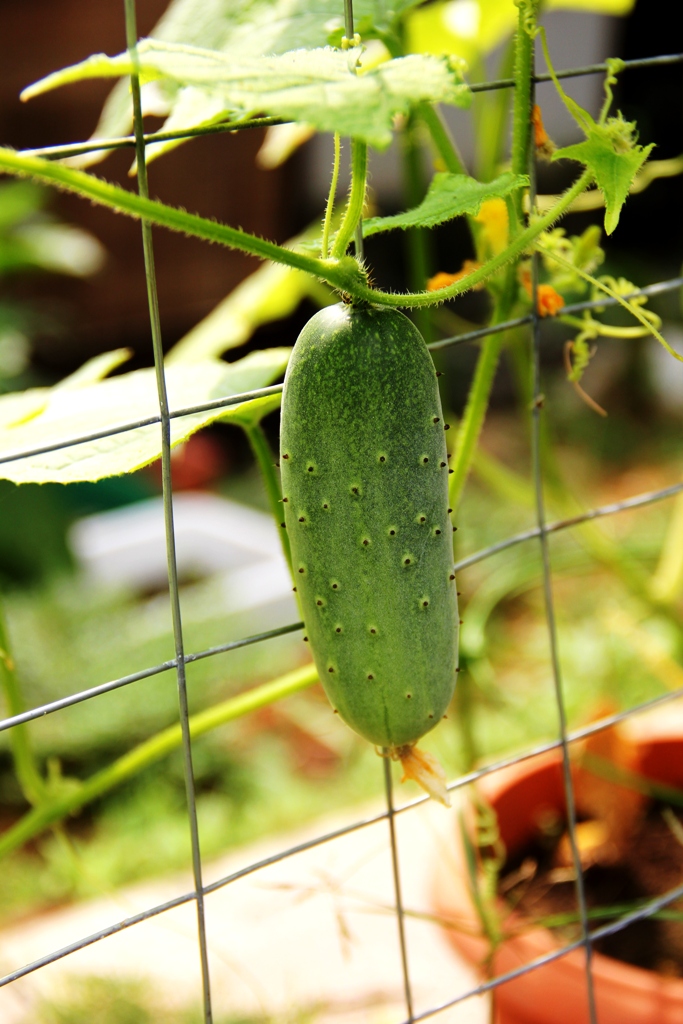 On The Green Side Of Life: Cukes Spotted!!