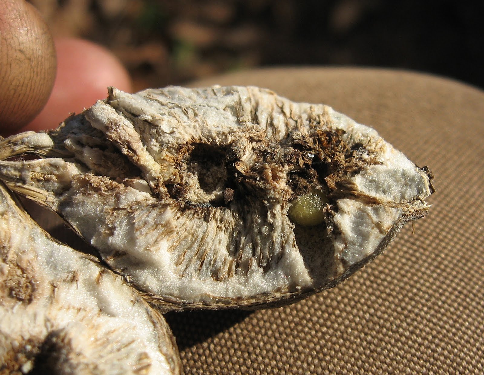 Tangled Web: Goldenrod Gall Fly (Eurosta solidaginis)