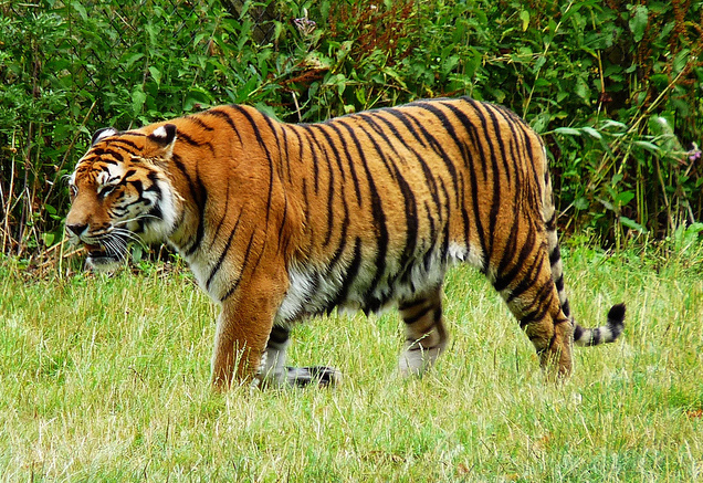 We love Our Bangladesh: Royal Bengal Tiger -National animal of Bangladesh