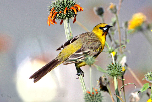 Bellas Aves de El Salvador: Icterus wagleri (chiltota de cabeza negra ...