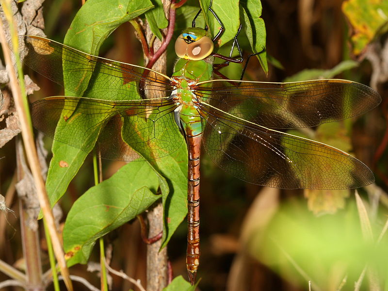 Green Earth Almanac: Dragonflies - A Species Spotlight (or "My Fun With ...