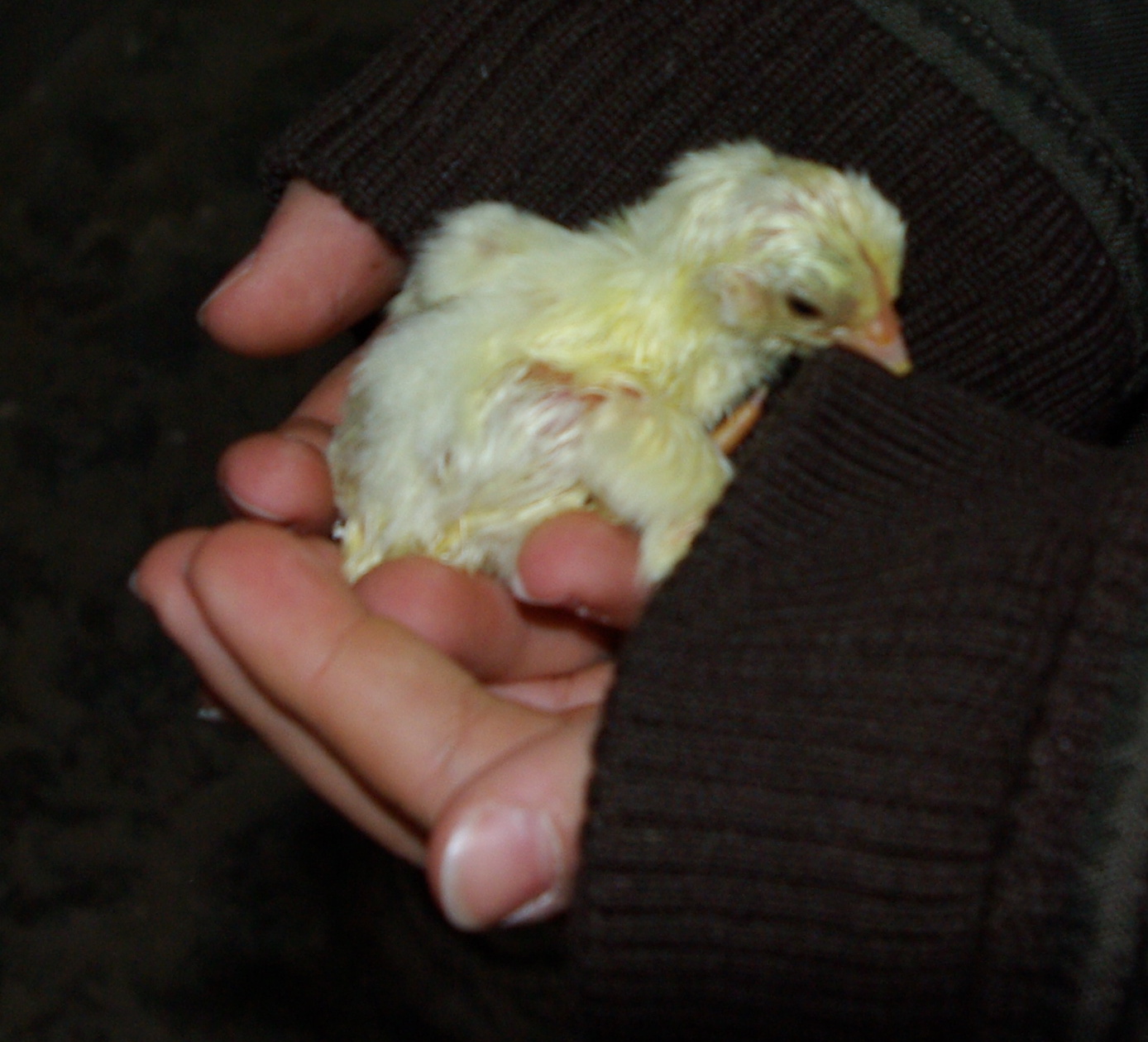 habilis: De l'oeuf au poussin.