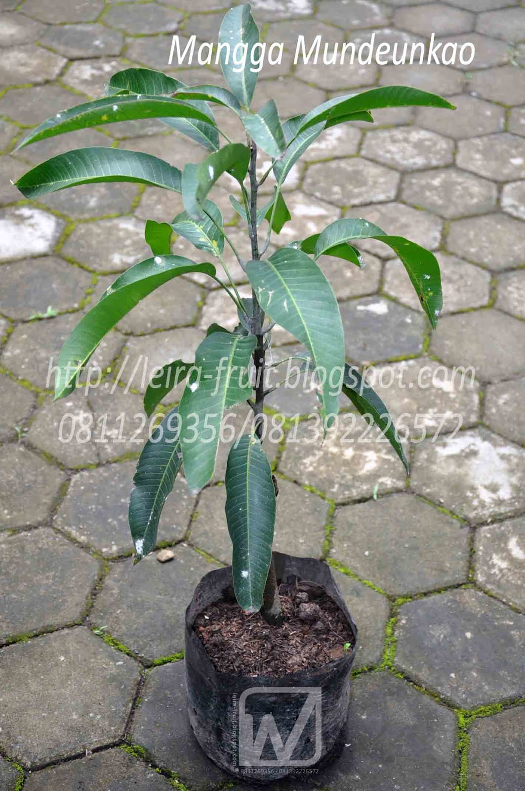 Varietas Mangga | Buah mangga