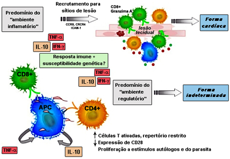 Imunologia: Imunidade inata