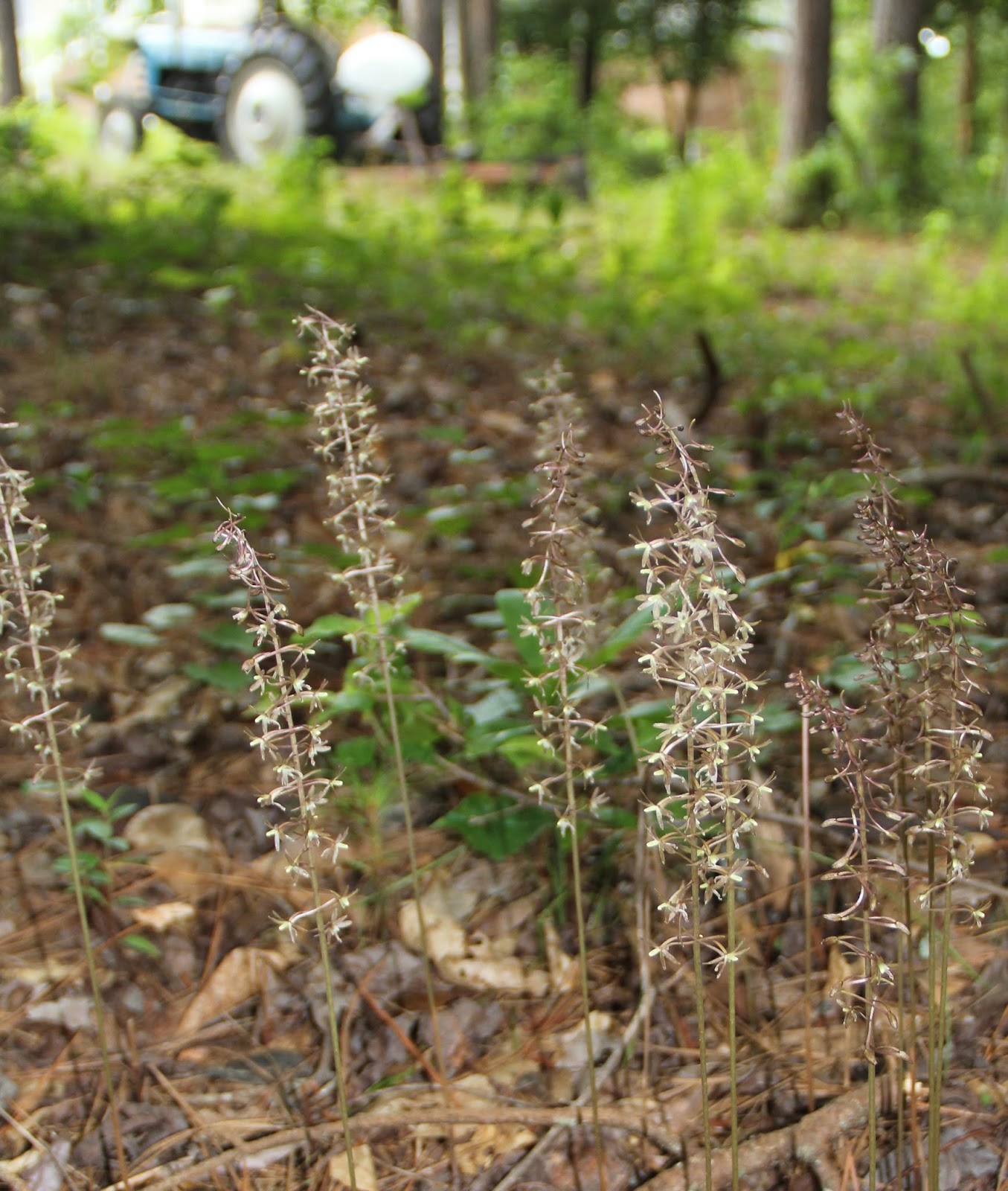 Hoot Owl Karma: The Cranefly - North Carolina's Invisible Native Orchid