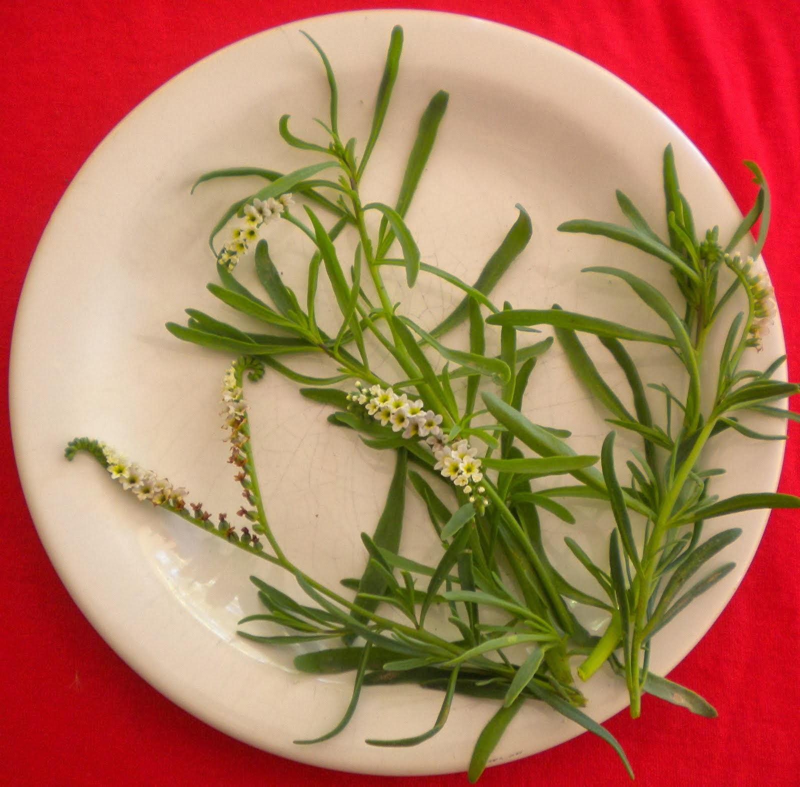 Dietética Naturel: Cola de Gama