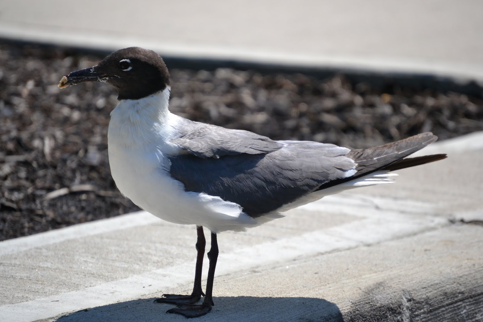 It's All About Purple: Laughing Gull......