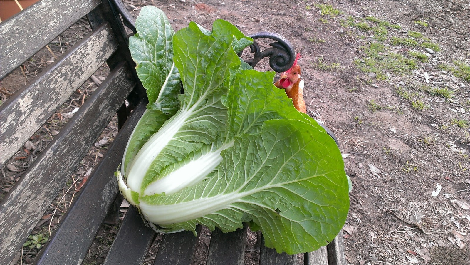 Glut: a year in my patch: Saturday Spotlight: Mini Wombok