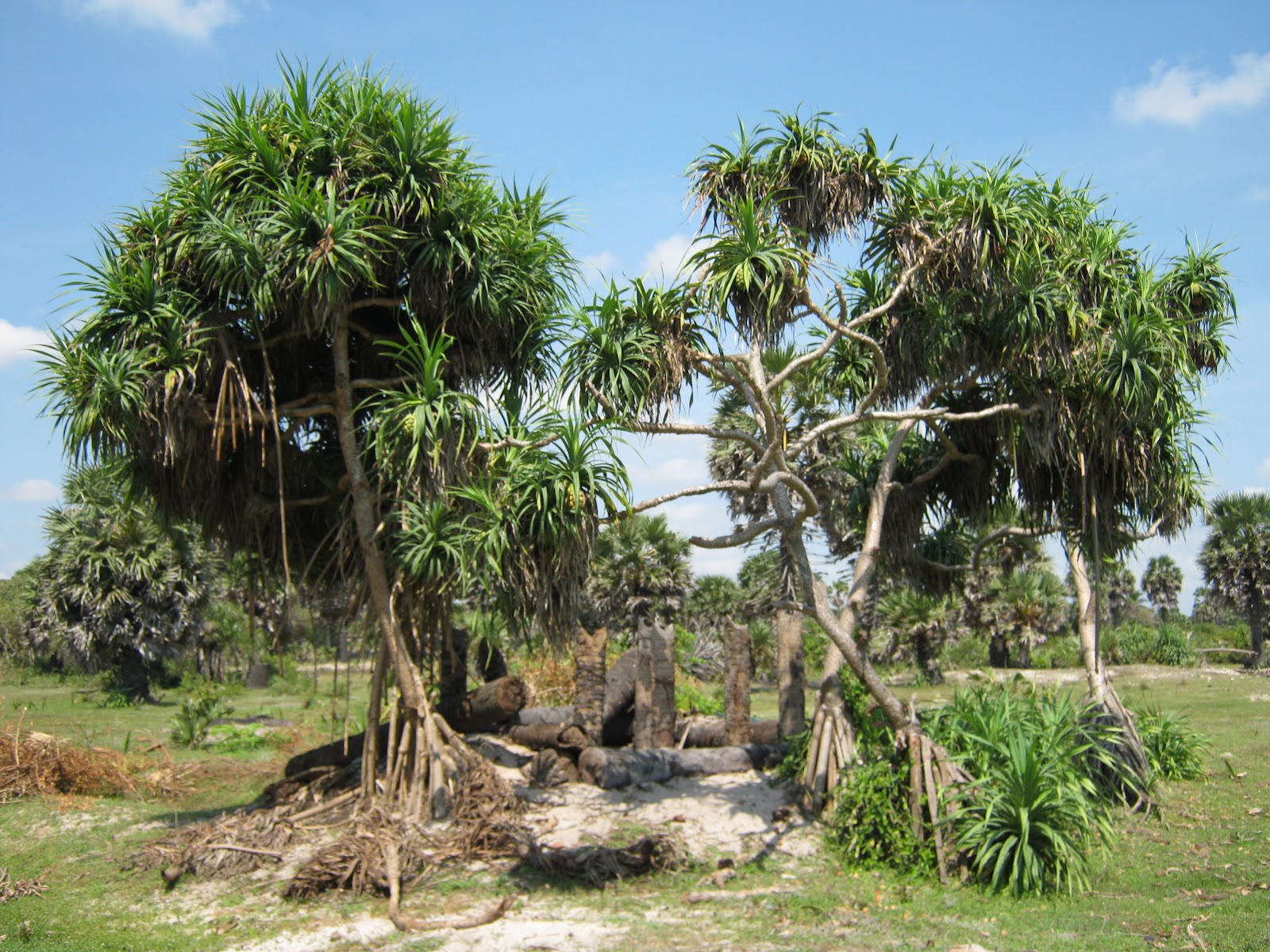 மூலிகைகள்: தாழை