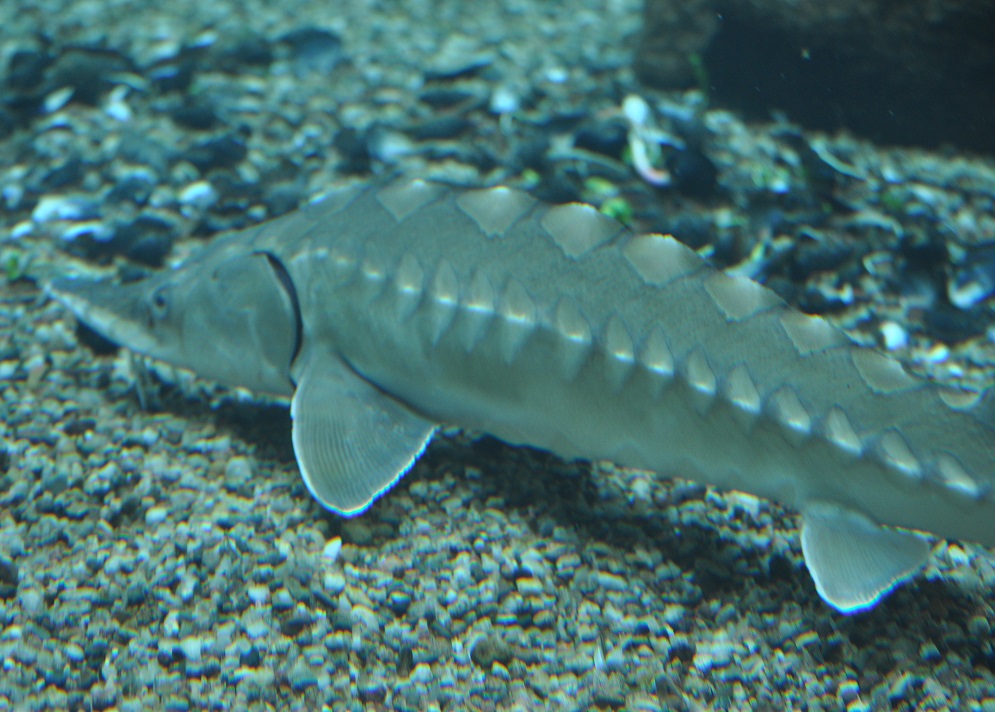 ZOOTOGRAFIANDO (MI COLECCIÓN DE FOTOS DE ANIMALES): ESTURIÓN ATLÁNTICO ...