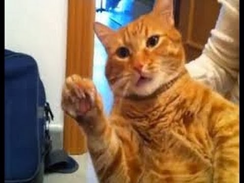 elrubiusOMG: canciones y fotos de ElribiusOMG