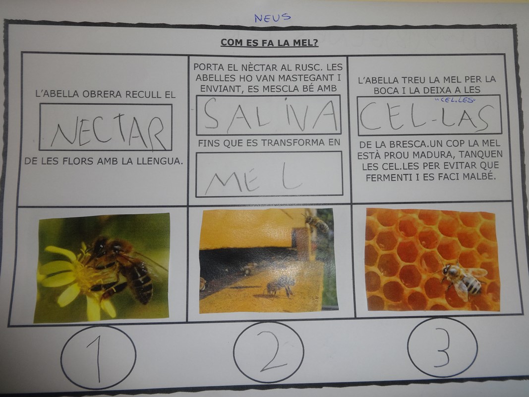 SOM LA CLASSE DE LES ABELLES: QUÈ ÉS LA MEL?