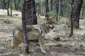 DURANGO CBTis No. 155