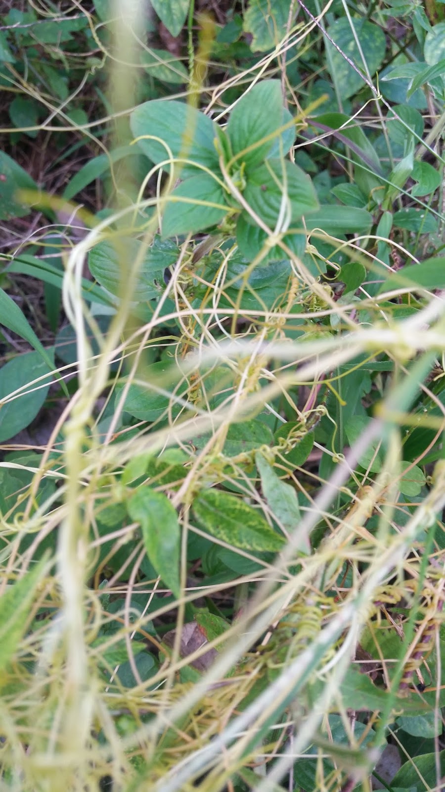 Warisan Petani: Pokok Rumput Palestin.