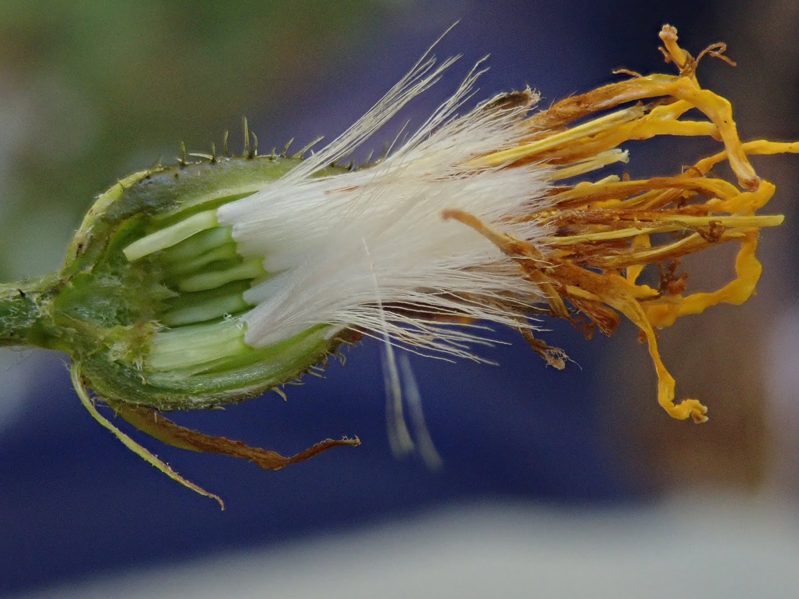 Violets and others: Hawksbeards ( Crepis capillaris, Crepis vesicaria ...