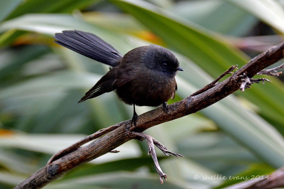 Two Go Tiki Touring: Piwakawaka- Black Morph Fantail