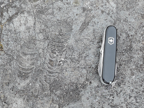 Chazy Reef - Part II ~ Hudson Valley Geologist