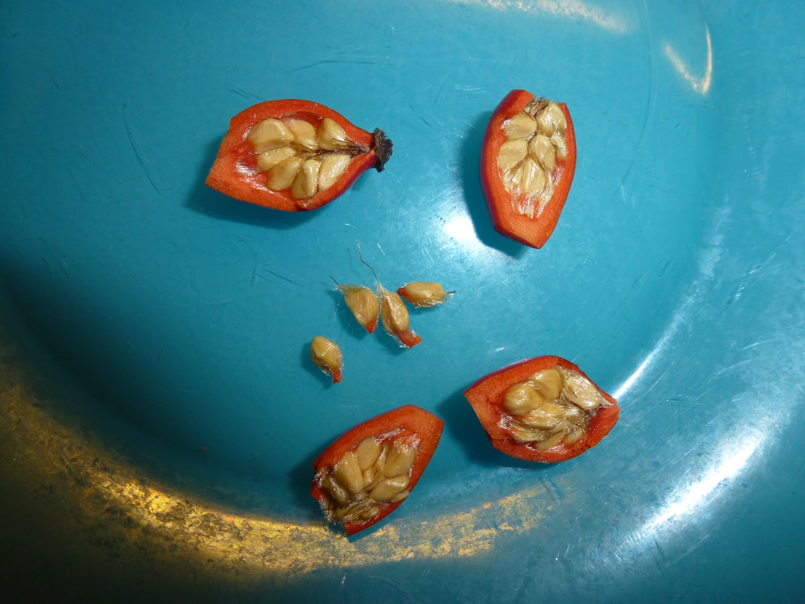 Mammaeco: Semi di rosa selvatica..un regalo dal bosco