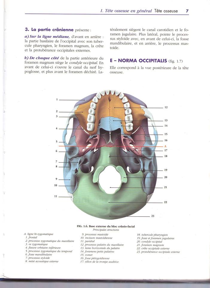 schéma:crane - Médecine INFO