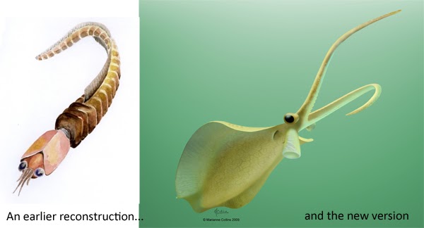 Life Before the Dinosaurs: Nectocaris.