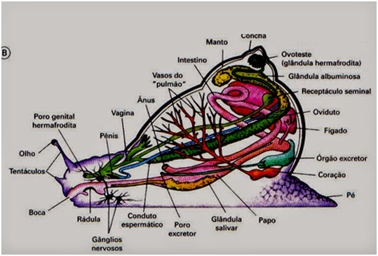 Apaixonados pelo Conhecimento : Moluscos