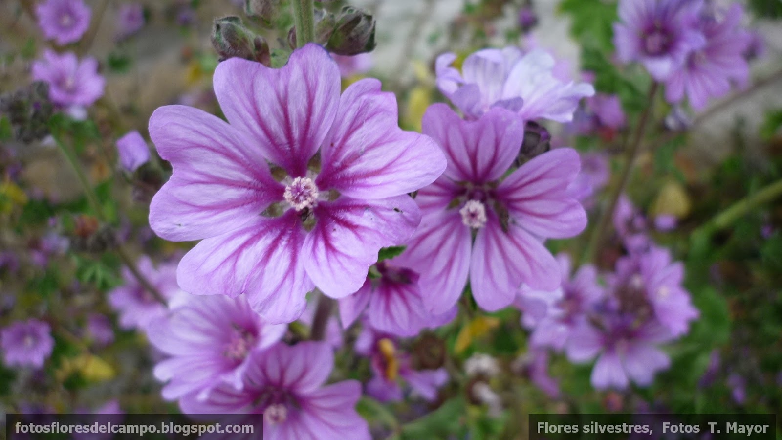 Flores y plantas silvestres: " Malva sylvestris ". Malva, Alboheza ...