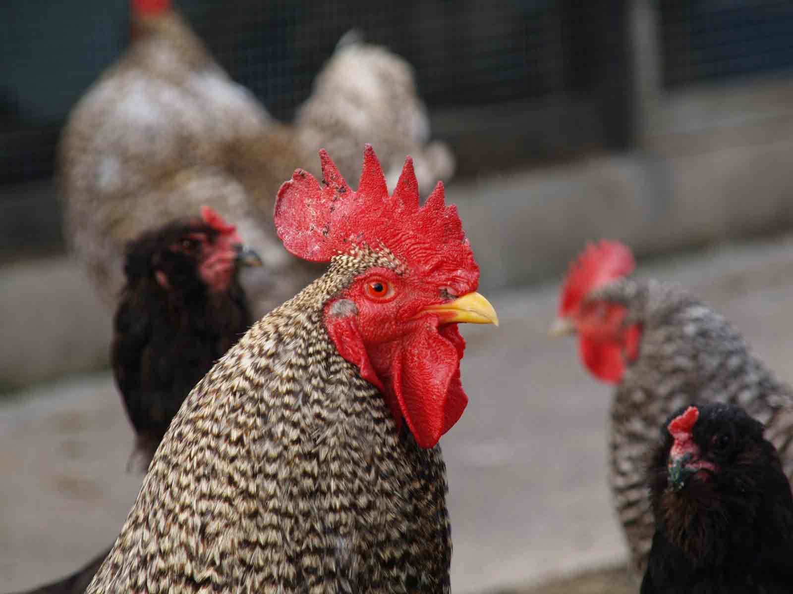 COMILLAS 4M.12: "Gallo Pedrés" De huevo a Marques"