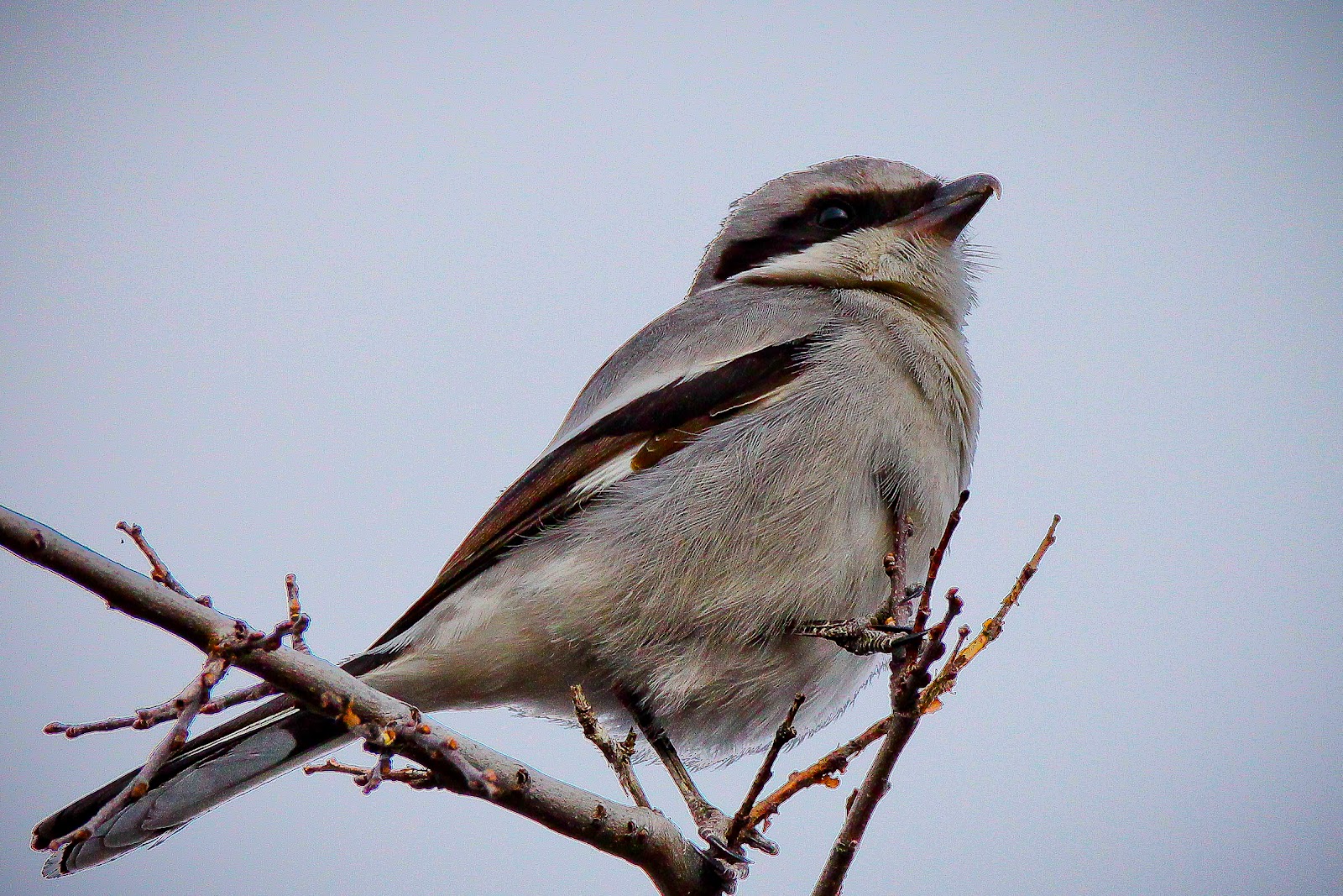 Feather Tailed Stories: Loggerhead Shrike