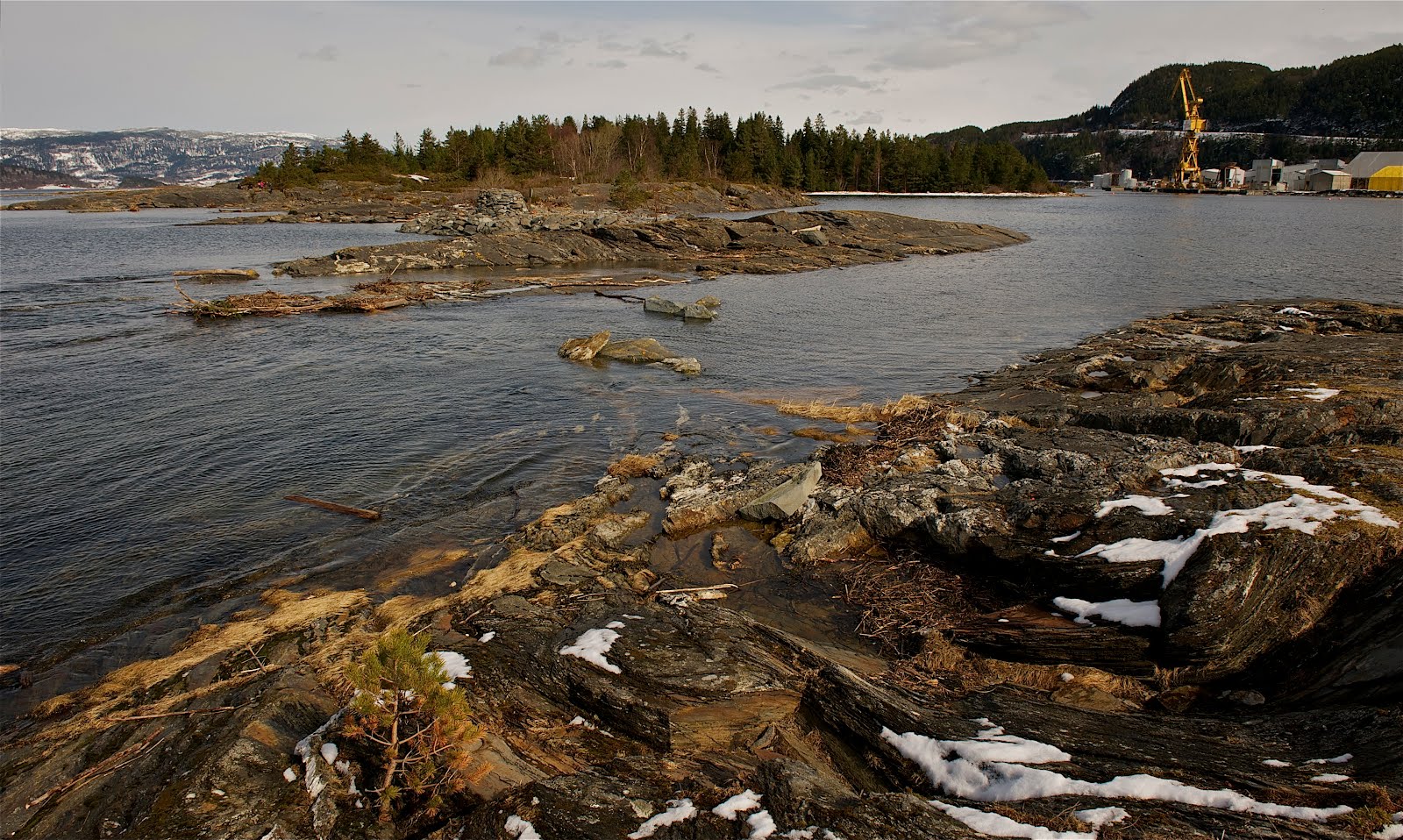 Naturfoto Einar Hugnes: Kortnebbgjess, snøspurv, måker, sandlo og rødsildre