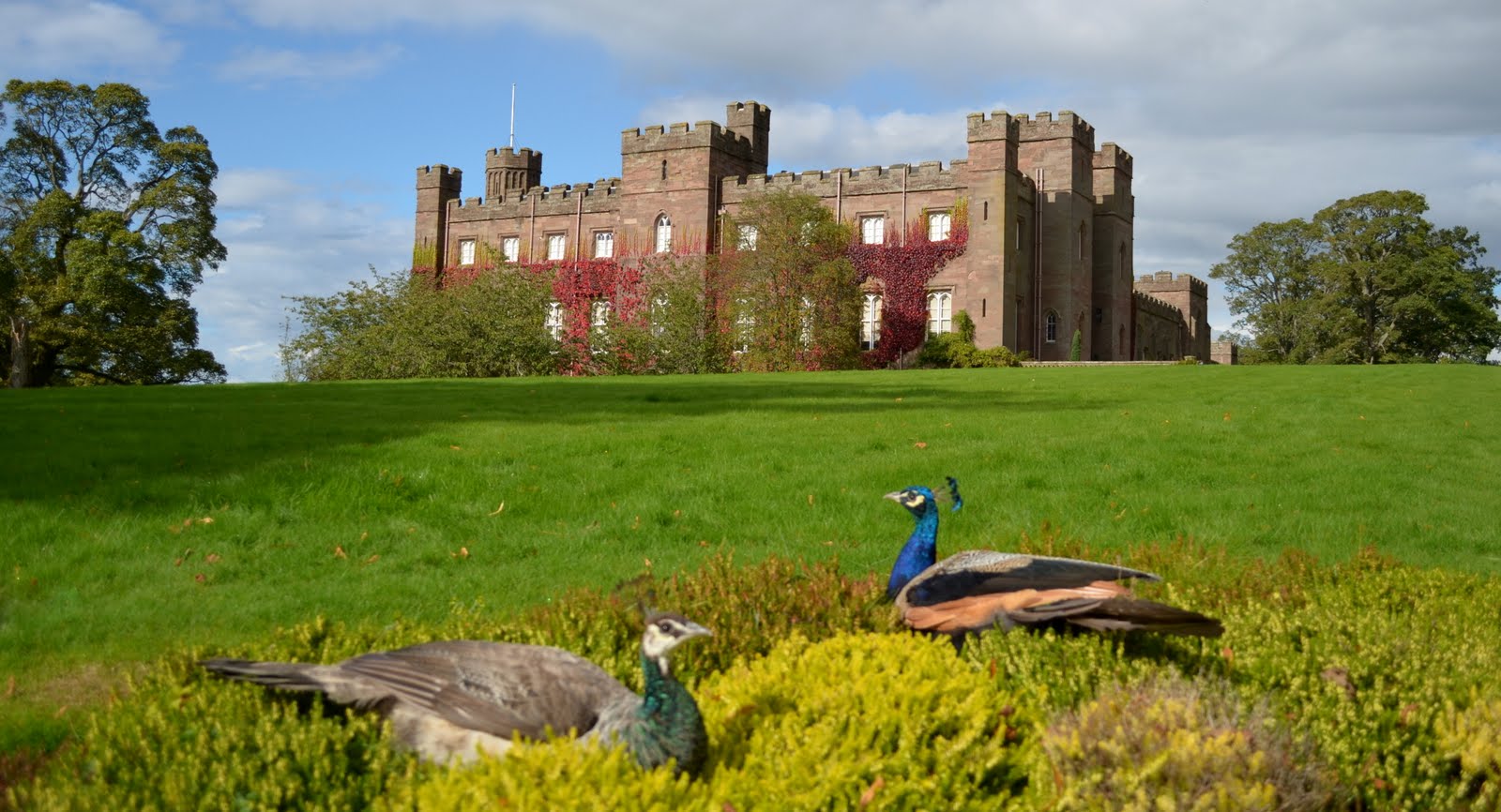 Tour Scotland: Tour Scotland Photograph Peacocks Scone Palace ...