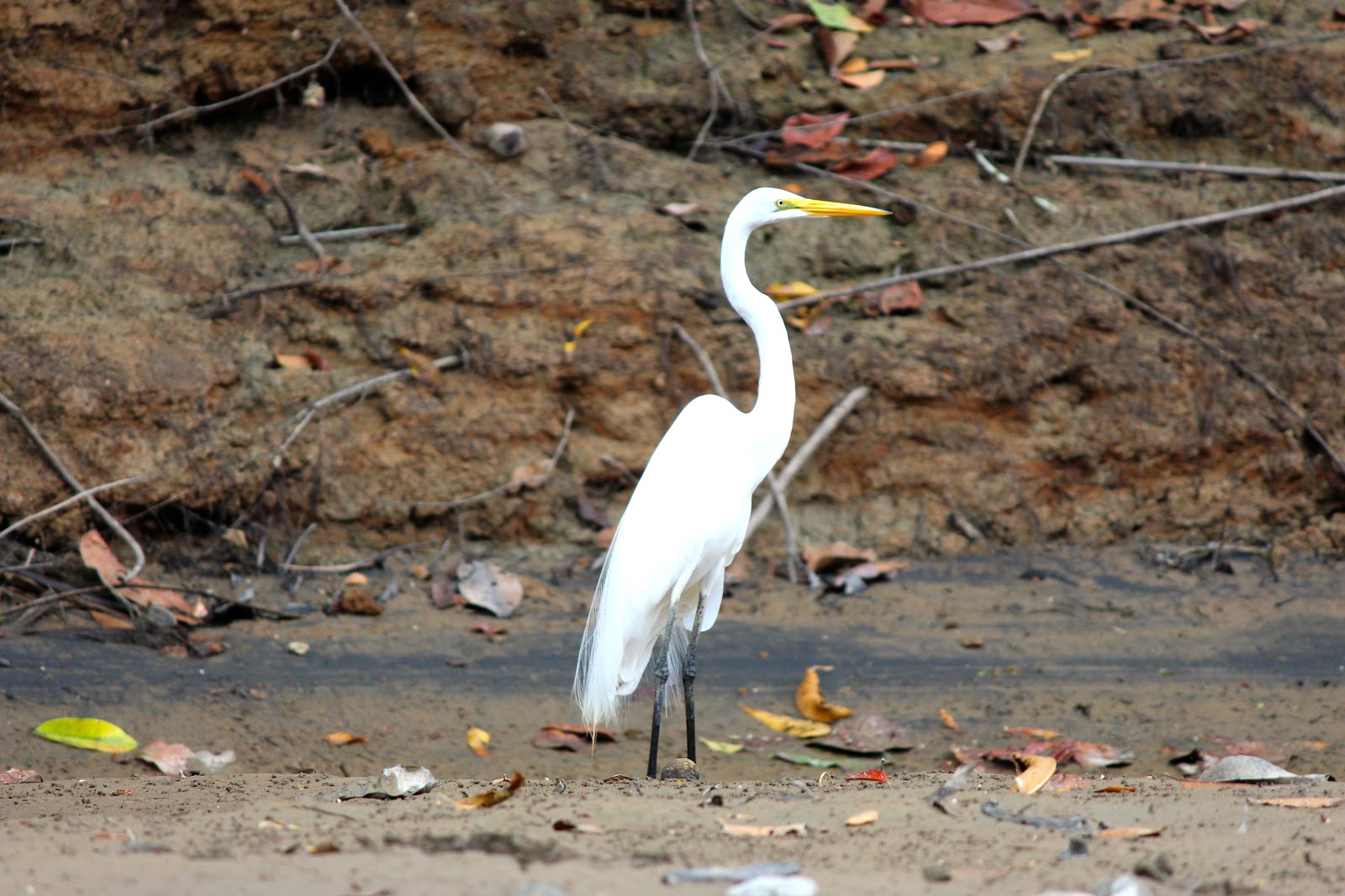 From the Isthmus: Embera in Pictures