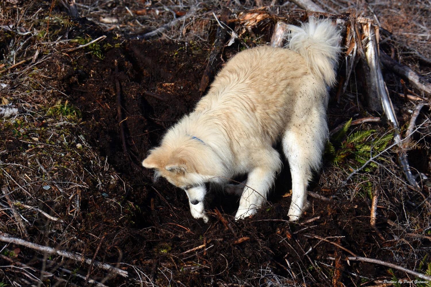 Shutterbugs Capturing the World Around Us: Wolf nest 101. The fine art ...
