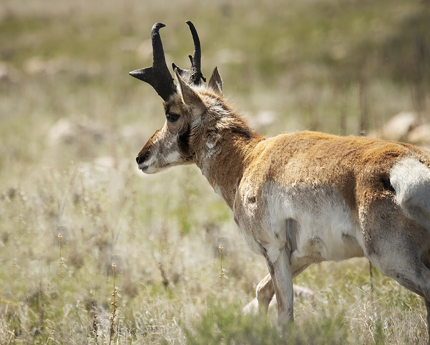 My Big Little World: More on Pronghorn Antelopes