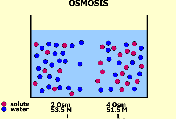 Hiperlinks: Osmose