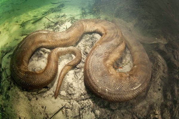 River Monster: Face to face with a 20-foot, Monster Anaconda | Fun ...