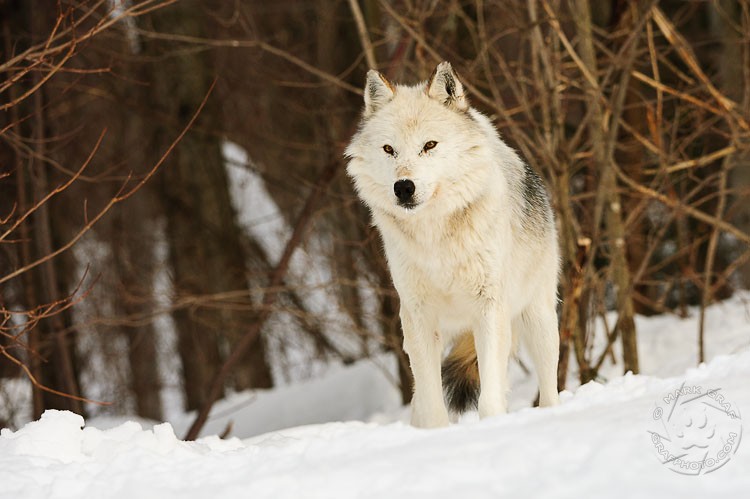 White Wolf : Fascinating Wolf Pictures Captured By Michigan ...