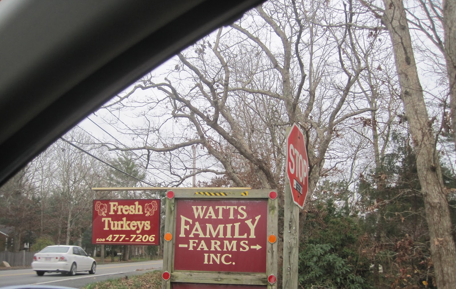 Jamie Cat Callan: Bonjour, MonsieurTurkey!