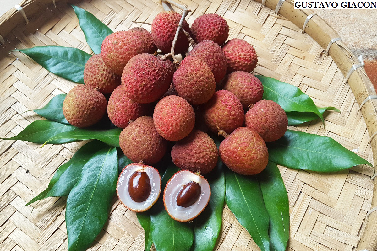Viveiro Ciprest - Plantas Nativas e Exóticas: Lichia Kaimana ( Litchi ...