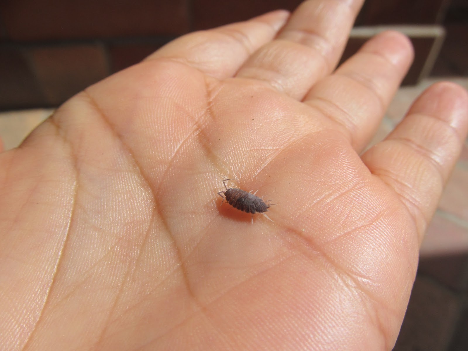 Fauna de Colombia - Wildlife Colombia: Cochinillas de humedad ...