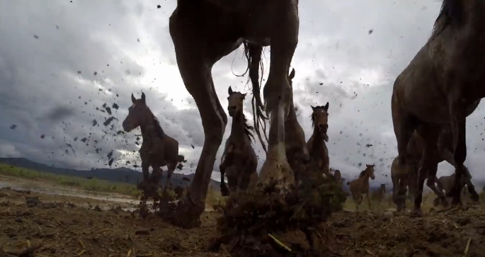 White Wolf : See Wild Mustangs Like Never Before in Ultra High Definition