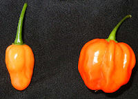 El Fogón de Polo: FOSFORERA, una sopa afrodisiaca de la Gastronomía ...