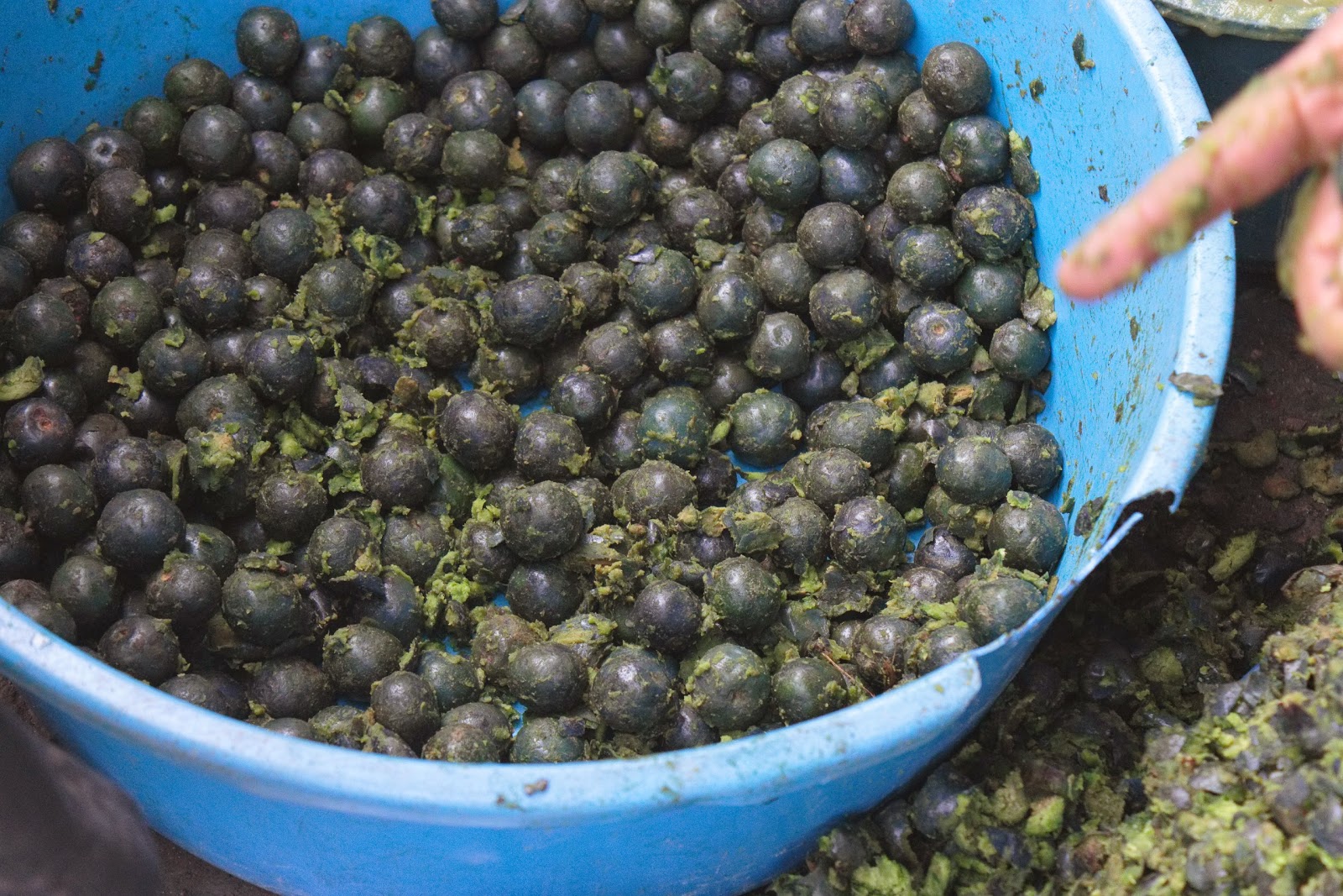 Food revolution by Chef Vijaylaxmi: Rudraksh fruit in Nepal