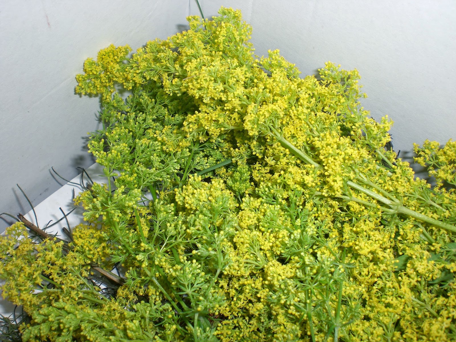 Pur si Simplu - cosmetice naturale: Cadou de Sanziene!