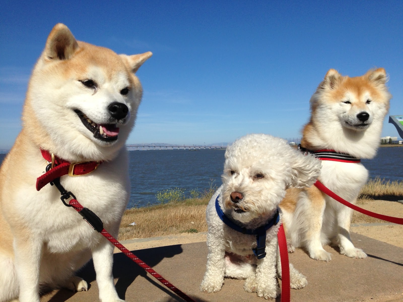 Eat Play Love: Three Dogs in the House