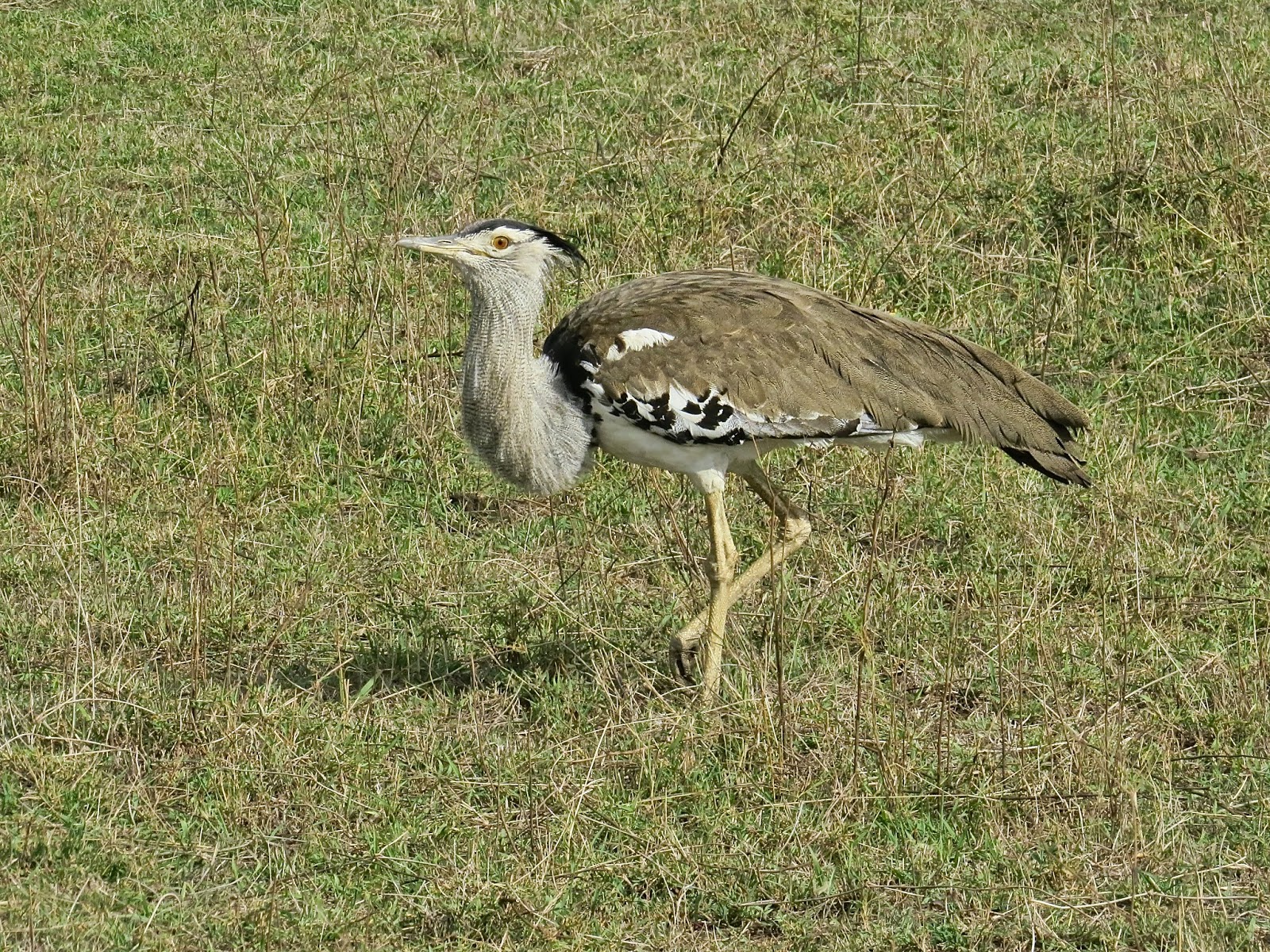 Garden Diary: Tanzania XI. Birds from Ngorongoro Crater Area.